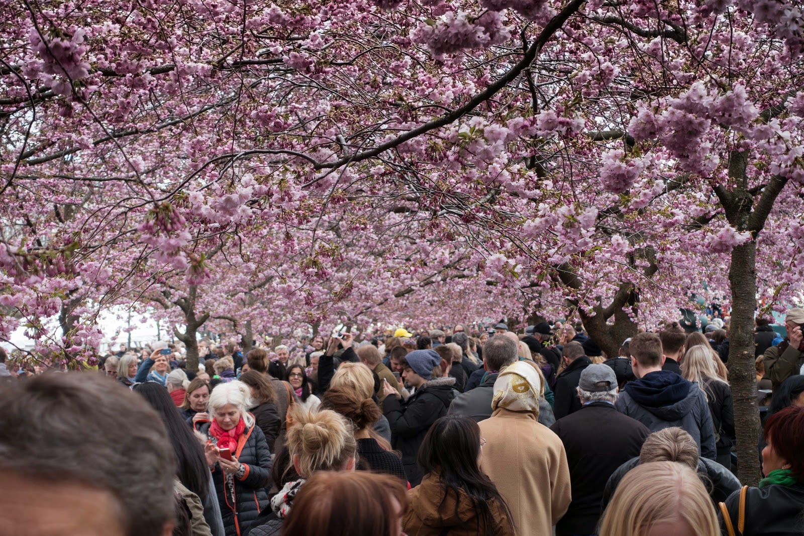 Cherry blossom time – Stockholm | MPAULM